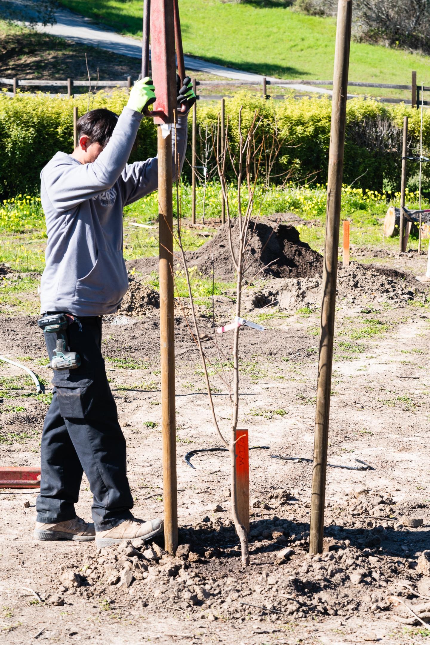 3 Reasons to Plant Trees in Your Landscape